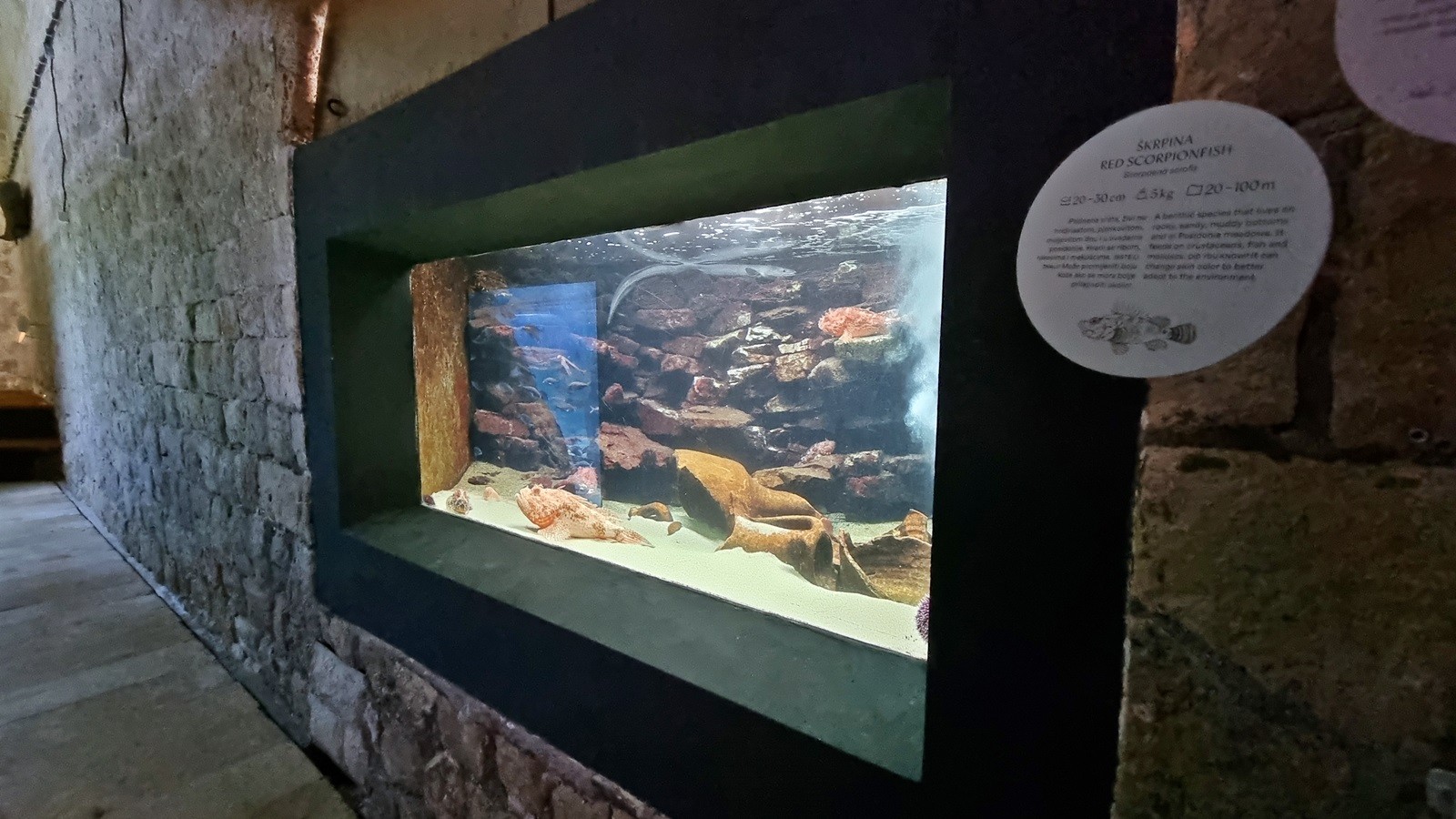 Dubrovnik: Nova turistička atrakcija - otvoren renovirani Akvarij ...