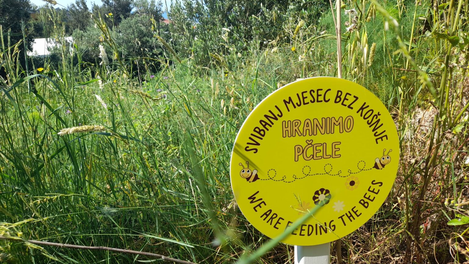 Makarska: Povodom Dana pčela građanima podijeljeno sjeme kamomile ...