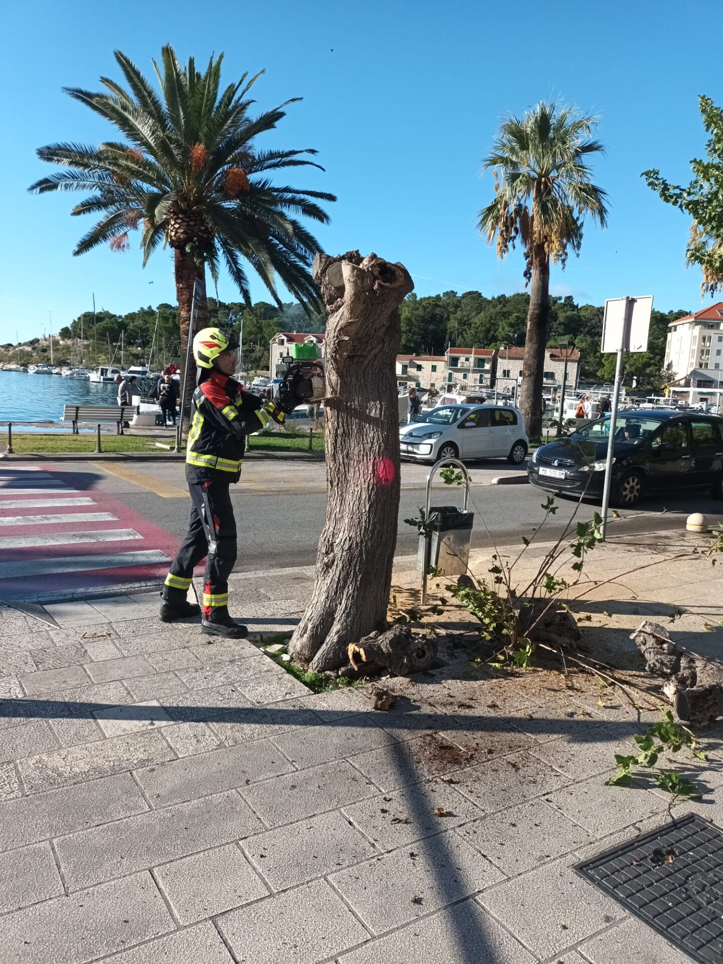 Makarska: Uklanjaju se osušene murve, posadit će se nova stabla na rivi